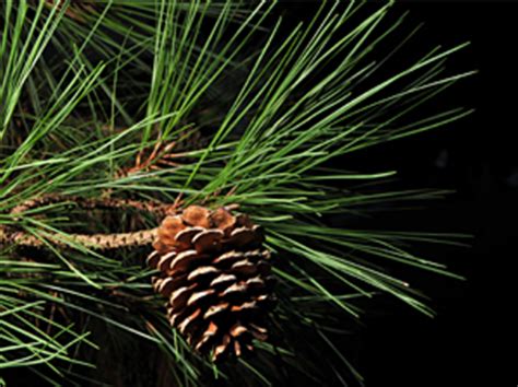 Biology Picture Quiz Flashcards Quizlet