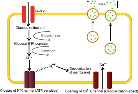 Type 2 Diabetes Pathophysiology Diagram