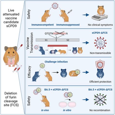A Non Transmissible Live Attenuated Sars Cov 2 Vaccine Abstract