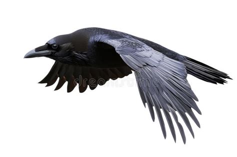A Raven With Glossy Black Feathers In Flight Stock Illustration Illustration Of Outstretched