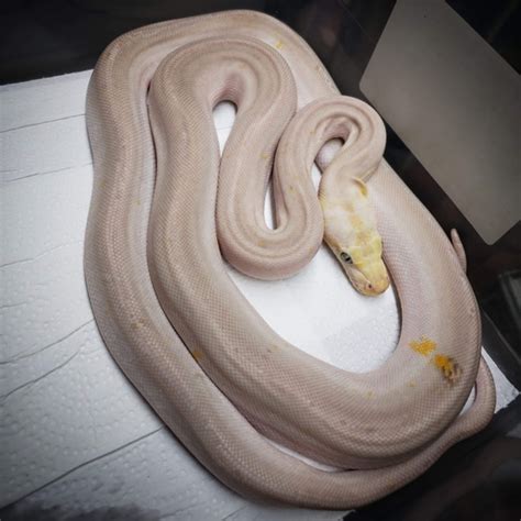 Orange Glow Super Motley Paradox Possible Tiger Reticulated Python By A