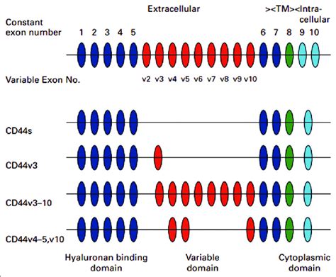 Genomic Structure Of Cd44 With Isoforms [2] Download Scientific Diagram