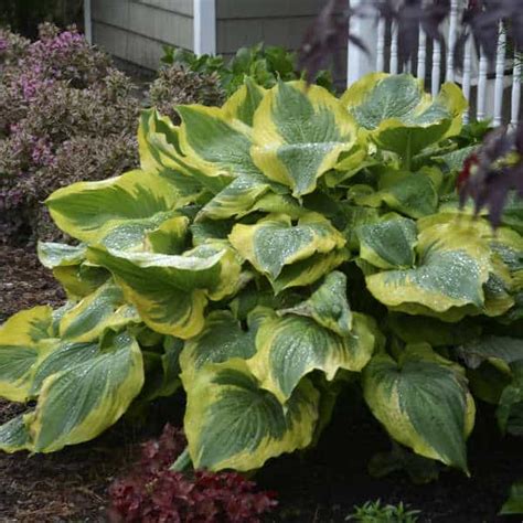Seducer Hosta 1 Gallon Container Grimms Gardens