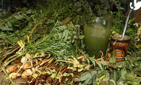 Remedios Yuyos Para El Mate Y El Tereré Para Combatir La Indigestión