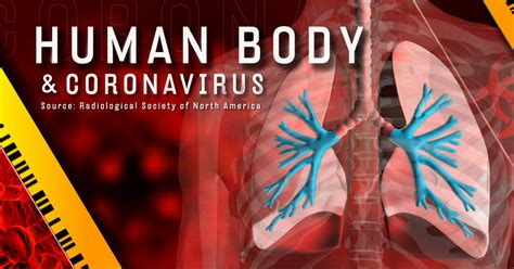 What The Coronavirus Does To The Body And How It Can Become Severe