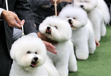 포토 도그쇼 출전 준비하는 비숑 프리제 견들 서울신문