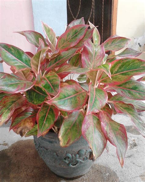 20 Bunga Yang Lagi Viral 2020 Thefikkar