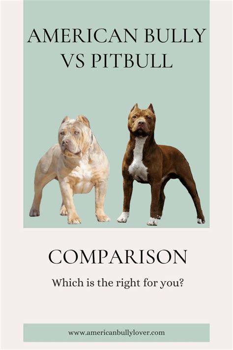 American Bully Vs Pitbull Comparison In 2024 American Bully American