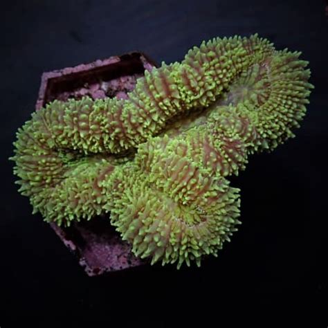 Symphyllia Green ️ ️