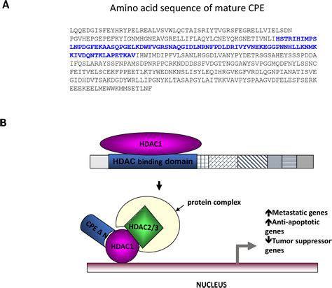 Carboxypeptidase E And Its Splice Variants Key Regulators Of Growth And Metastasis In Multiple