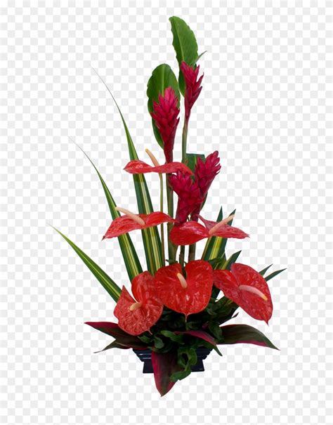 Download Red Tropical Flower Arrangement Anthurium Flower