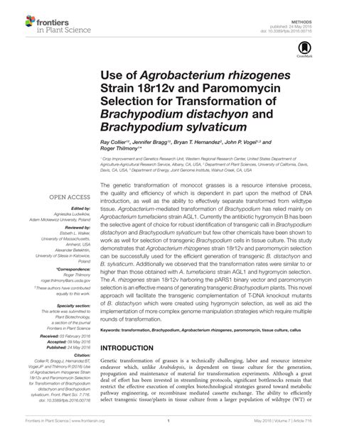 Pdf Use Of Agrobacterium Rhizogenes Strain 18r12v And Paromomycin