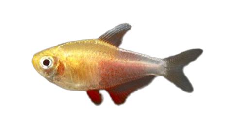 Orange Von Rio Hyphessobrycon Flameus Live Nano Freshwater Aquarium