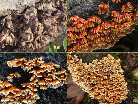 野山の草花木々の花植物検索図鑑 モミジウロコタケ