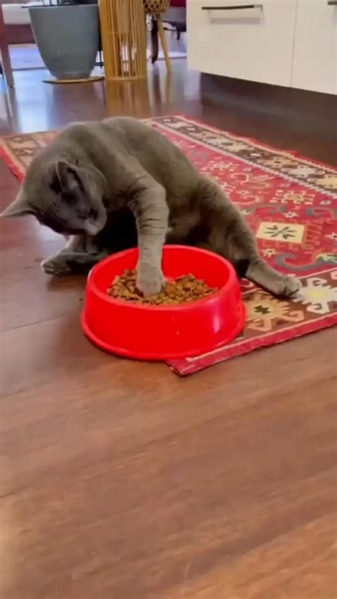 Video Ghim Của Ⓛⓞⓡⓔⓣⓗ Trên Cats👉 Videos Động Vật Mèo Dễ Thương Dễ