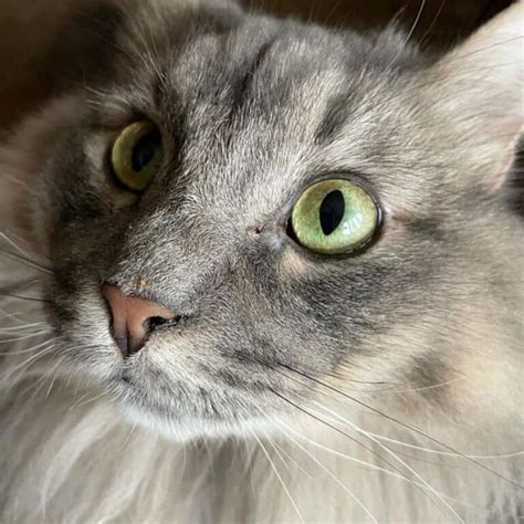 21 Gray Maine Coon Cats Youll Love