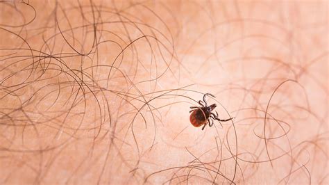 Tick Bite Prevention Week Mar 24th To Mar 30th Days Of The Year