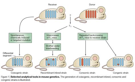 Identical Except For One Single Locus Net Life Sciences