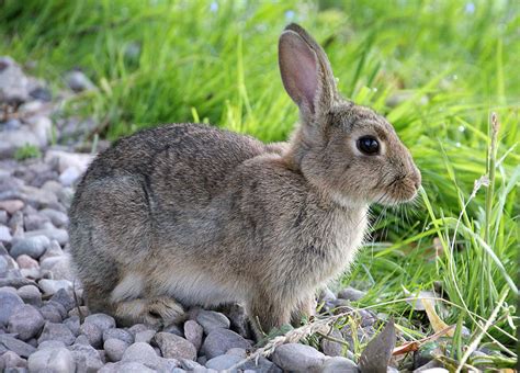 Rabbits Hot Sex Picture