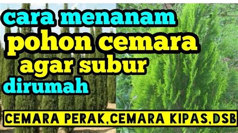 Cara Menanam Pohon Cemara Agar Subur Dirumah Indah Highway Signs