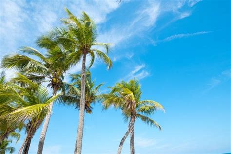 여름에 열 대 해변에서 코코넛 야 자 나무의 풍경 프리미엄 사진 Landscape Wallpaper Tropical