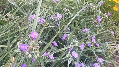 새벽 시골 잘자란 싱싱 채소밭과 예쁜 정원 Fresh Vegetable Field At Rural Area Early In