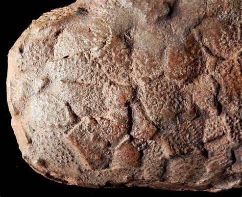 Segnosaurus Egg Is It Real Is It Real How To Recognize Fossil