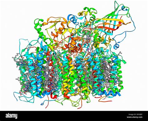 Light Harvesting Complex Ii Hi Res Stock Photography And Images Alamy