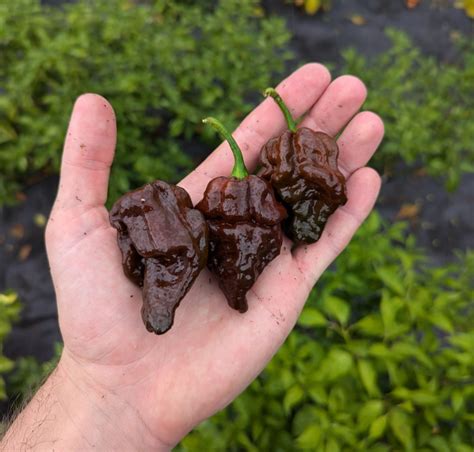 7 Pot Congo Chocolate Scoville Canada