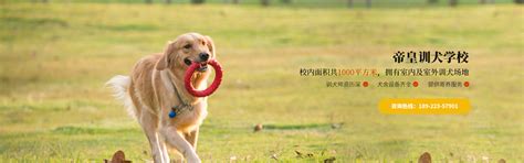 训犬学校训练狗狗训犬培训广州训狗番禺训犬基地广州帝皇宠物