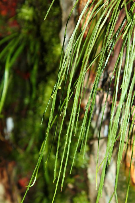 Psilotum Nudum Ferns And Lycophytes Of The World