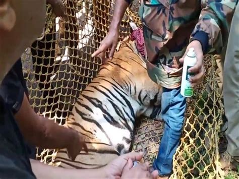 Kerala Forest Officials Rescue Tiger Trapped In Fence Wire