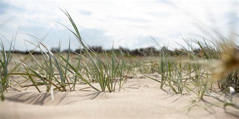 Dune Grass Services For Erosion Control Superior Groundcover