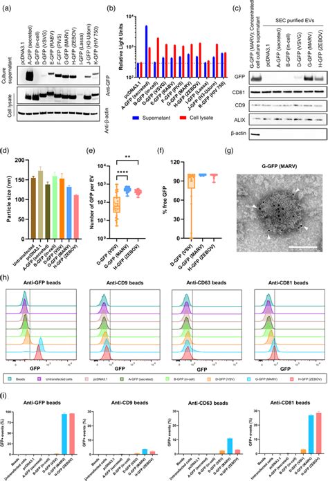 Viral TMs Promote The GFP Expression On EV Surface HEK293T 17 Cells