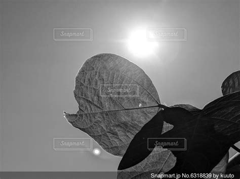 太陽に照らされた葉っぱの写真・画像素材 Snapmart（スナップマート）