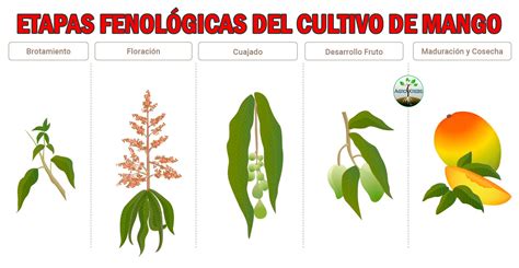 Agro Krebs Etapas FenolÓgicas Del Cultivo De Mango