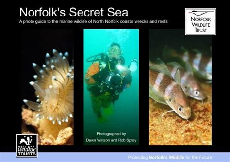 Norfolks Secret Sea The North Sea Wildlife Project