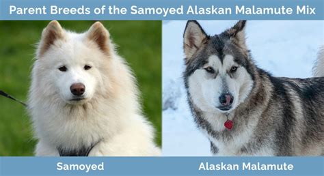 Samoyed Alaskan Malamute Mix Info Care Pictures Traits And More