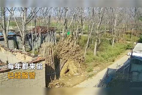 【山东】疑一团伙拿着气枪偷大鹅，村民：往前也来偷过，已报警