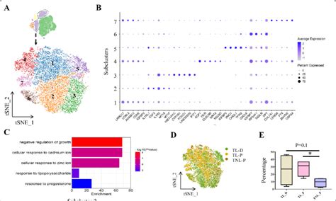 Molecular Features Of Fibroblast Subclusters Of The Human Amnion A The