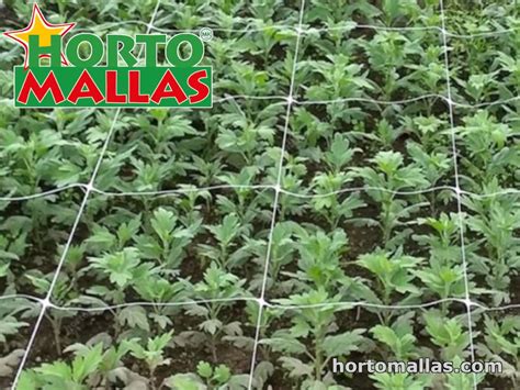 Tutoring For The Cut Flower Market With Horticultural Netting