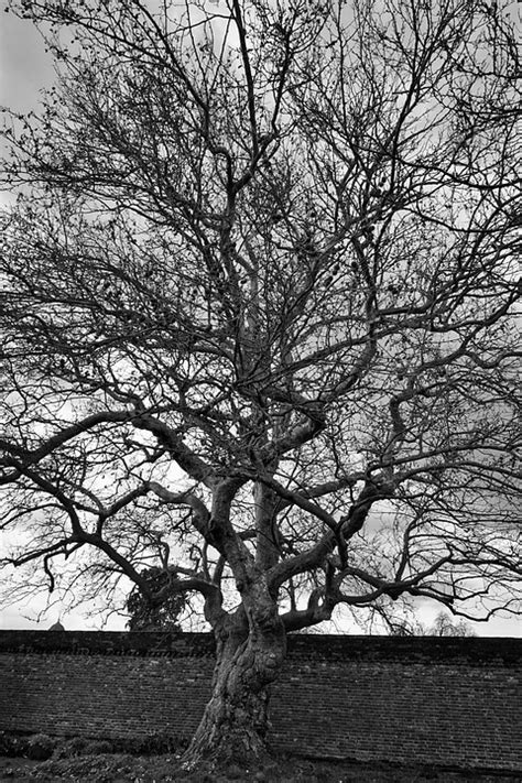 Download Tree Outline Plant Royalty Free Stock Illustration Image Pixabay