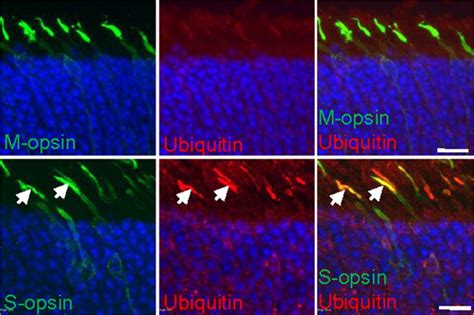 Cone Opsin Determines The Time Course Of Cone Photoreceptor