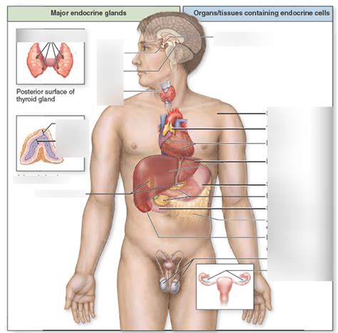 Nvcc Bio Ch Endocrine Gland Locations Diagram Quizlet