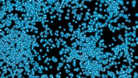 Bacterial Cells Under Microscope Swimming Bacillus Subtilis Bacteria