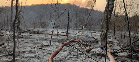 Incendios Forestales En Jujuy El Parque Nacional Calilegua Todavía A