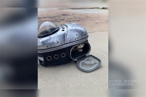 小猫咪第一次出门，主动钻回猫包，猫咪：外面也就那样