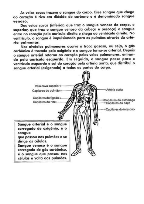 Pin de pila casa em atividades de ciências Atividades de ciência Sistema circulatório Atividades