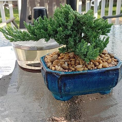 Bonsai Kit With Juniper Nana Ceramic Pot And Shears Complete