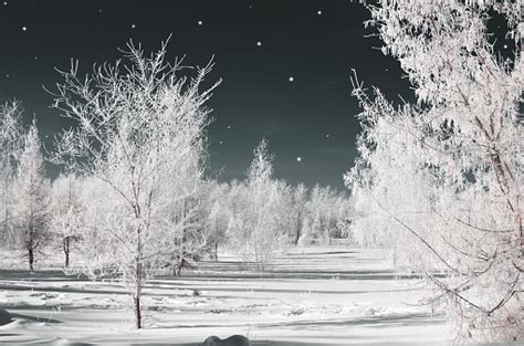 나무는 별에 대 한 밝은 서리가 내린 밤에 눈과 서 리도 덮여 있다 0명에 대한 스톡 사진 및 기타 이미지 0명 12월 1월 Istock